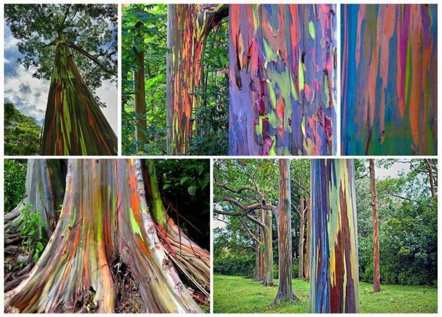 Breaking News: Existence of Rainbow Trees Blows Mind Of Man Who ...